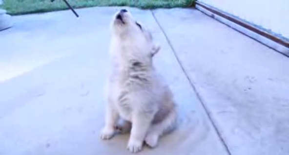White Wolf : Husky Puppy Howling for the First Time Will Fill Your ...
