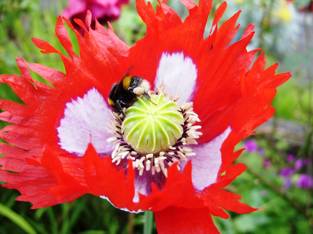 Kelli's Northern Ireland Garden: Pretty Poppy (Danish Flag)