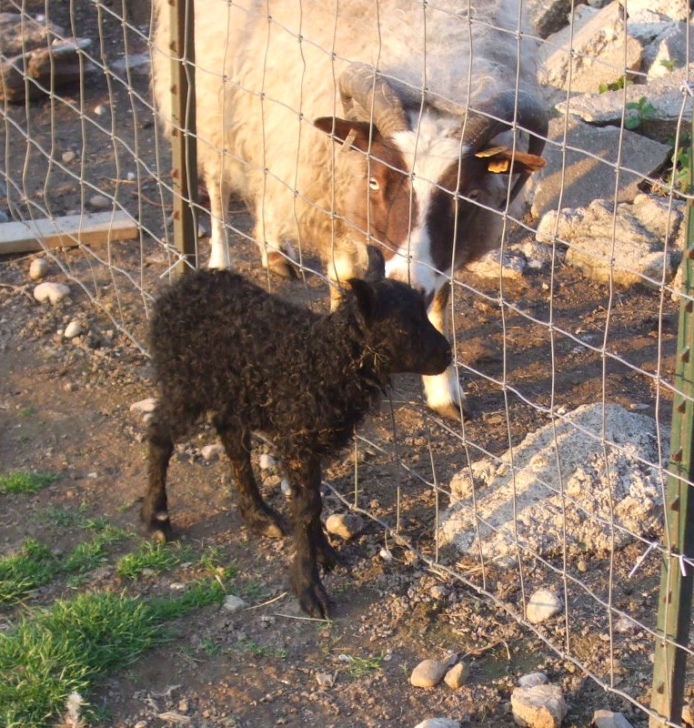 The Yeoman Farmer: Every Other Day Now