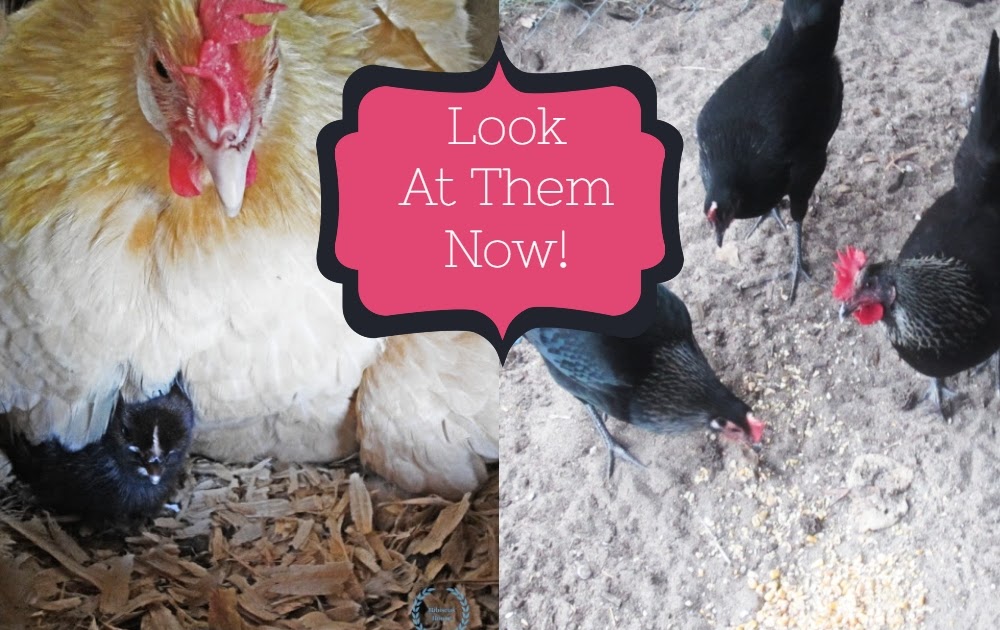 Hibiscus House: Look At The Chicks Now!