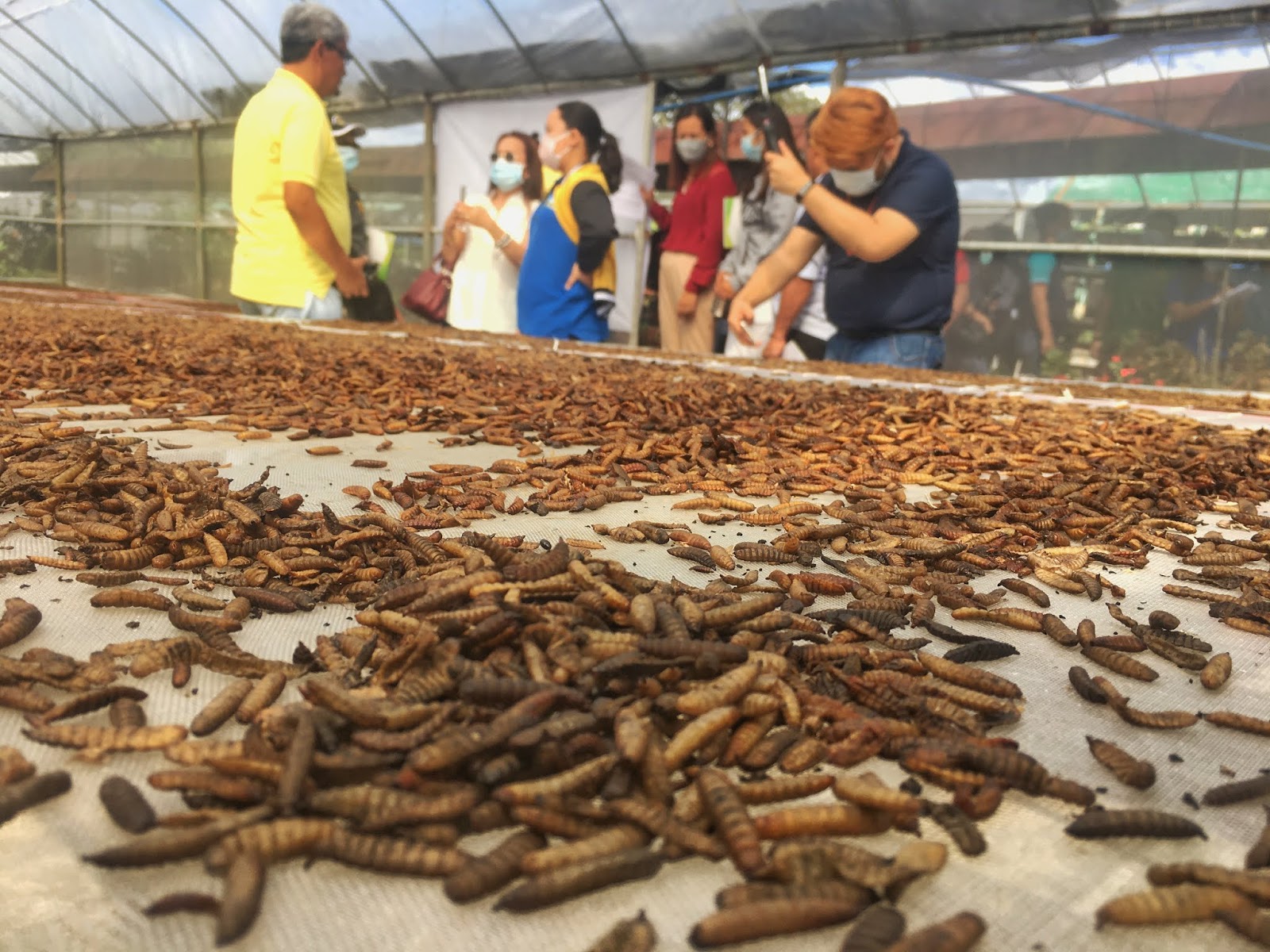 Black Soldier Flies Production In The Philippines: A, 48% OFF