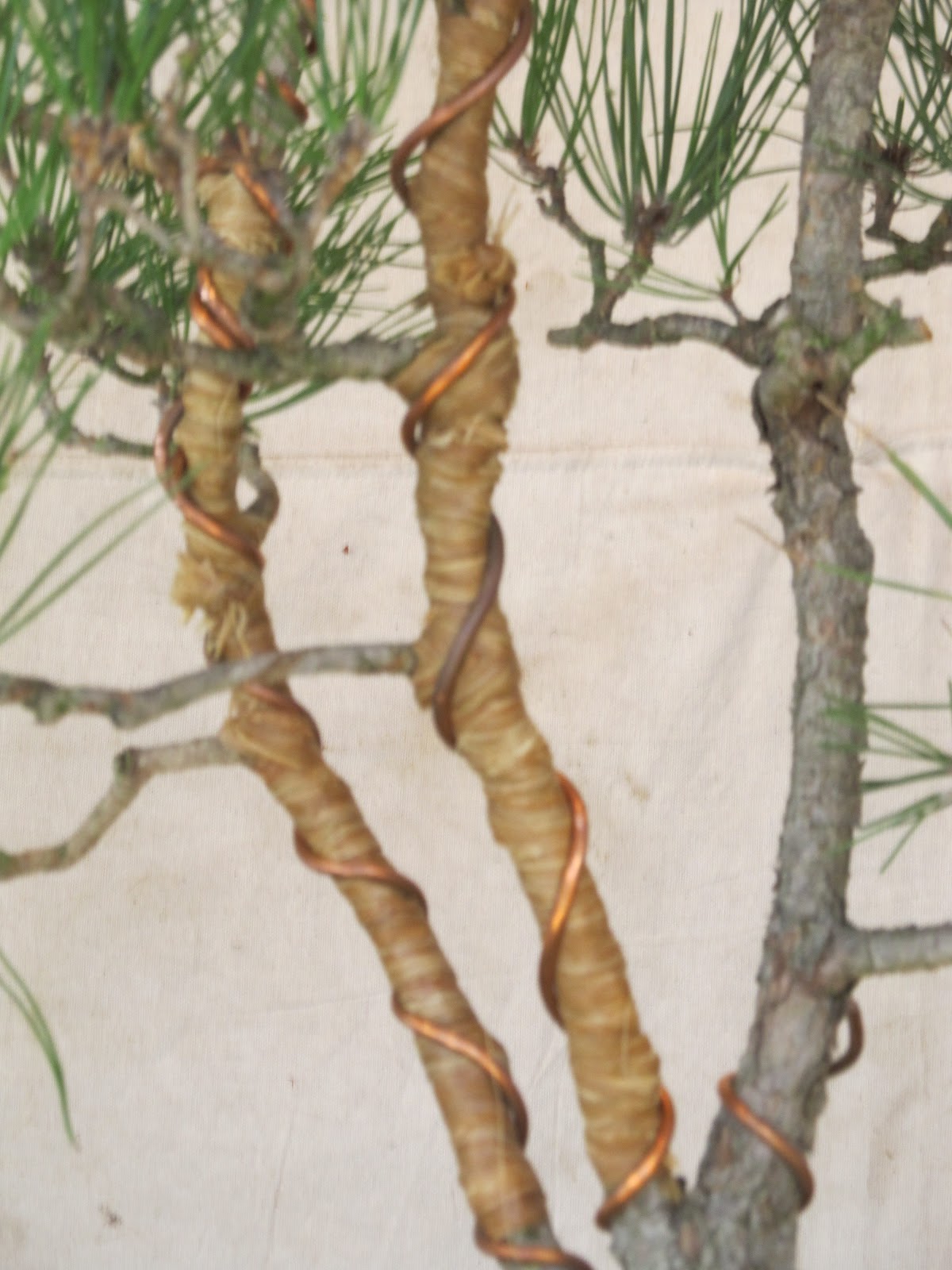 bonsaibp's bonsai blog: Triple trunk pine