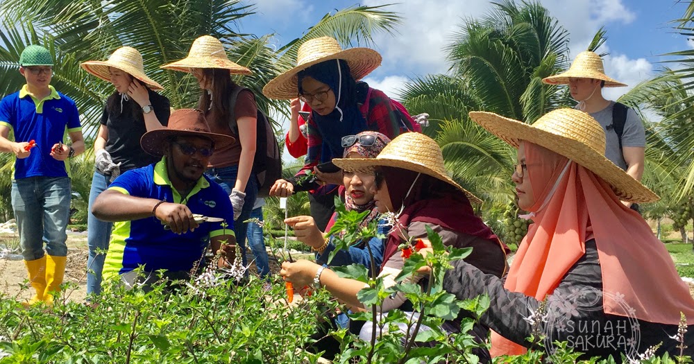 Khasiat Misai Kucing Yang Ramai Tak Tahu - kebaikan daun misai kucing ...