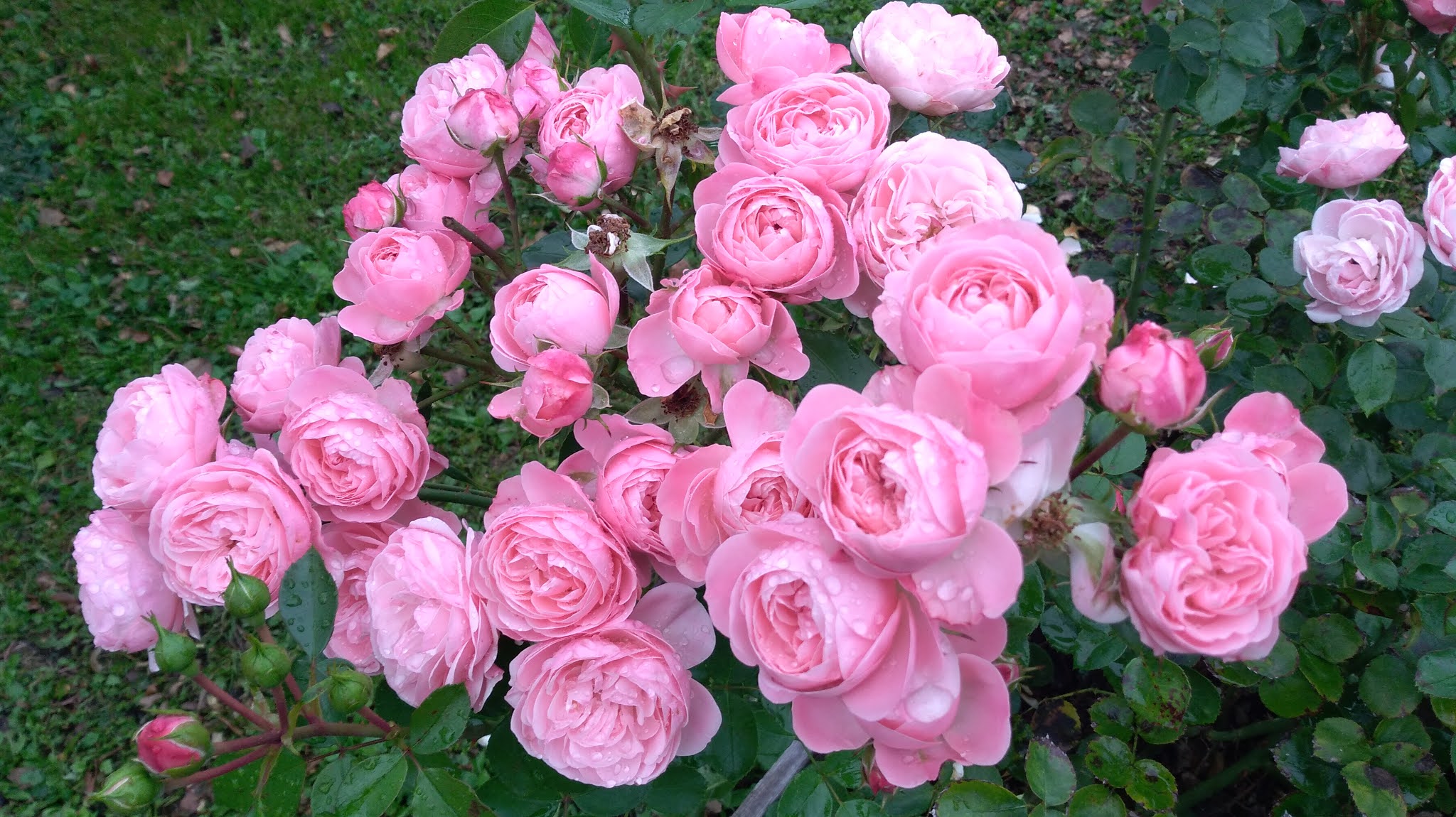 Ranczo Elma: Róża (Rosa) Bailando