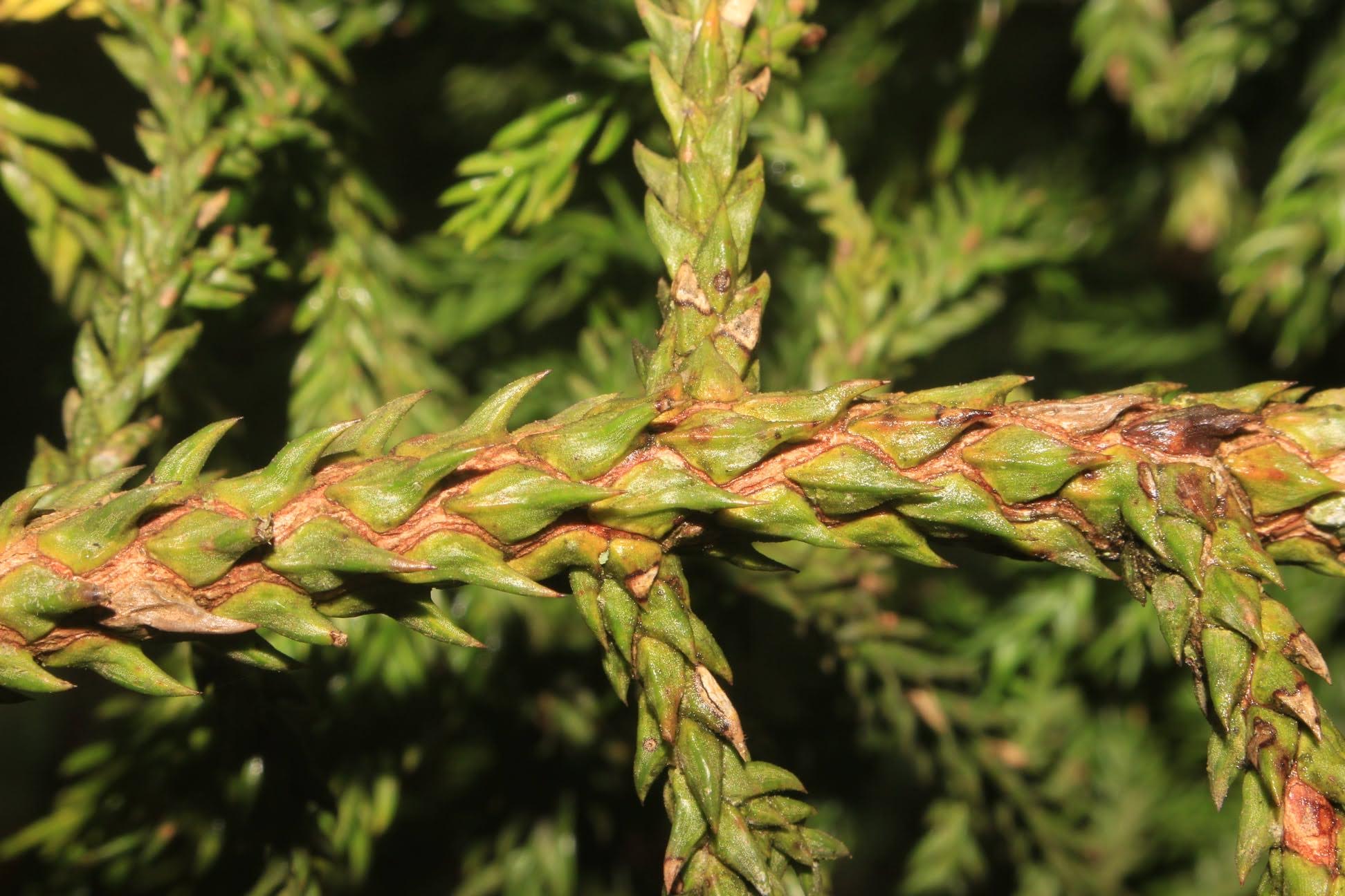 Taiwania cryptomerioides Hayata