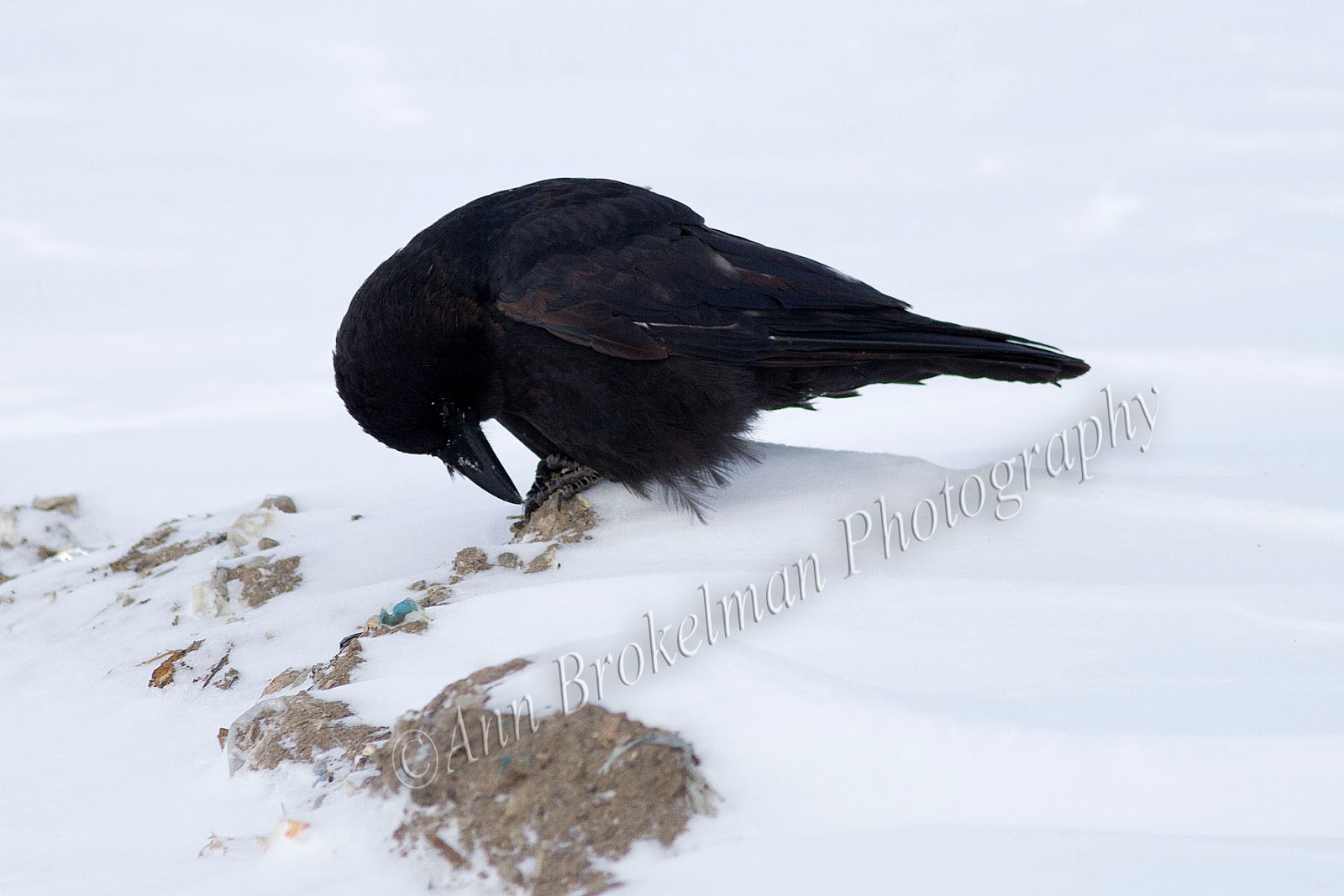 Ann Brokelman Photography: Common Raven - one a little bit different ...