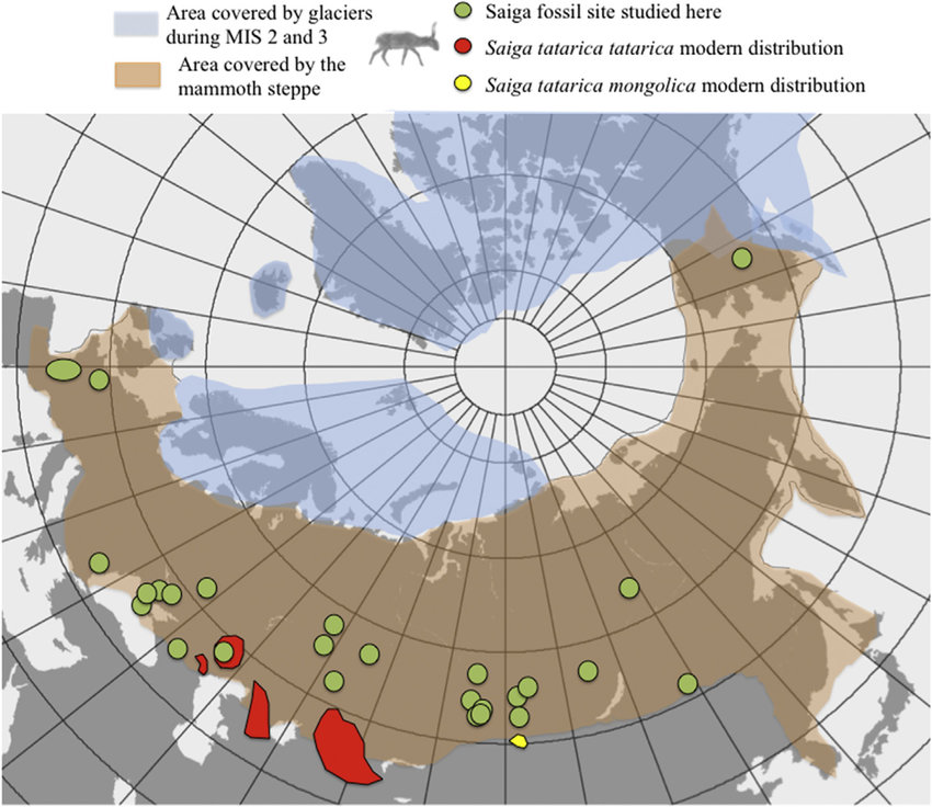 El Saiga: el último antílope