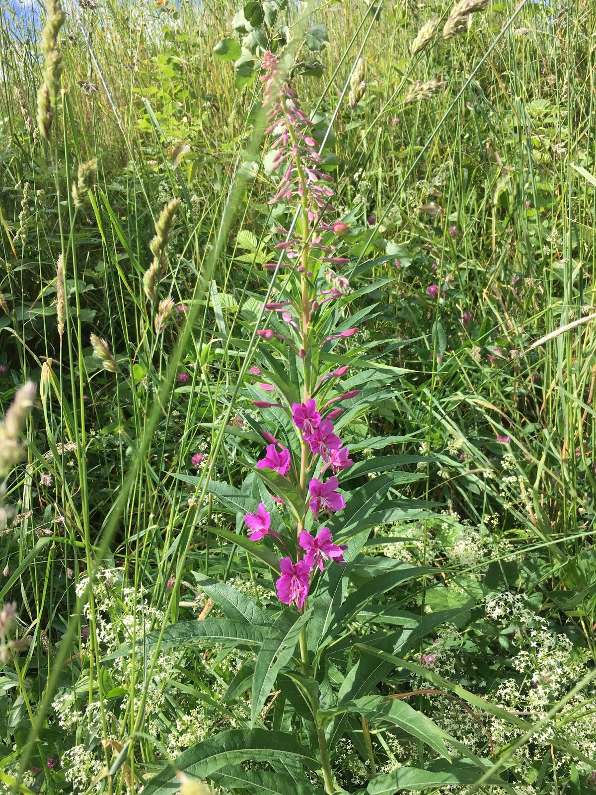 Planter i bestemors hage: Ugress