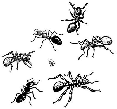 Wisdom Series: Ants - Most Hard - Working Creatures