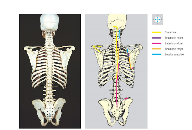 Muscles Attaching the Upper Limb to the Trunk Anatomy - pediagenosis