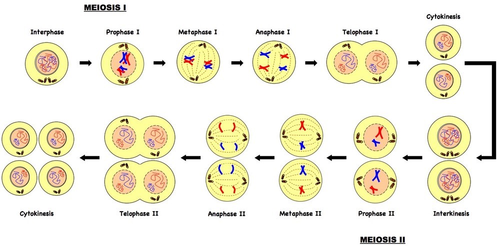 South Pontotoc Biology: Unit 9: Cellular Reproduction Concise Notes ...