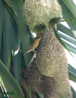 bird: Travelling Asia