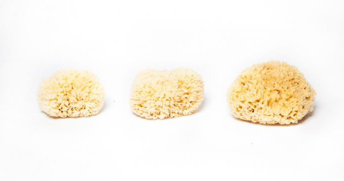Sponges Direct Inc - Natural Sea Sponges: Types of Natural Bath Sponges ...