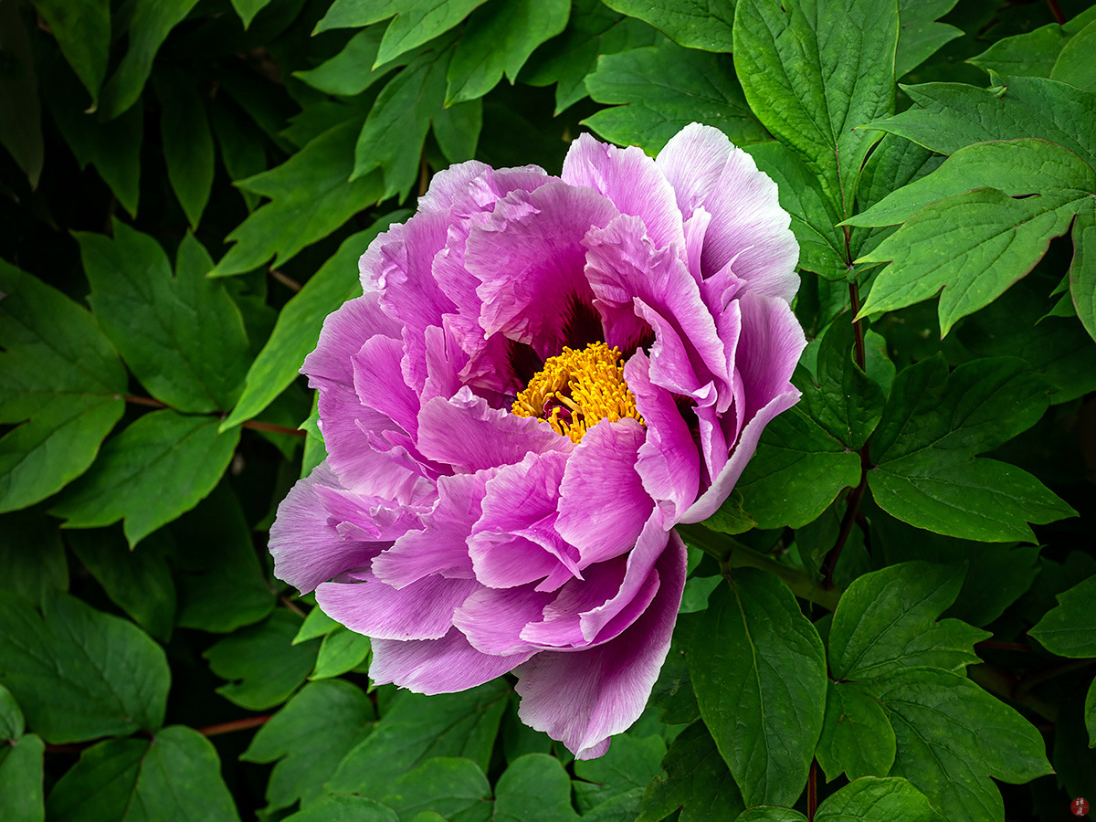 FROM THE GARDEN OF ZEN: May 2021