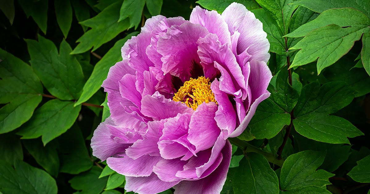 FROM THE GARDEN OF ZEN: Botan (Paeonia suffruticosa) flowers: Kencho-ji