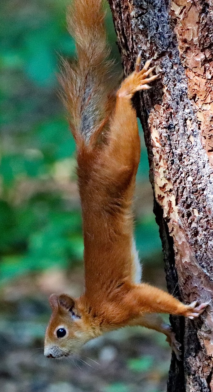Squirrel amazing stretch - About Wild Animals