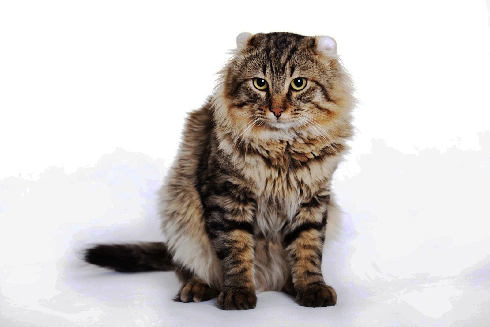 American Curl Cats | Cute Cats