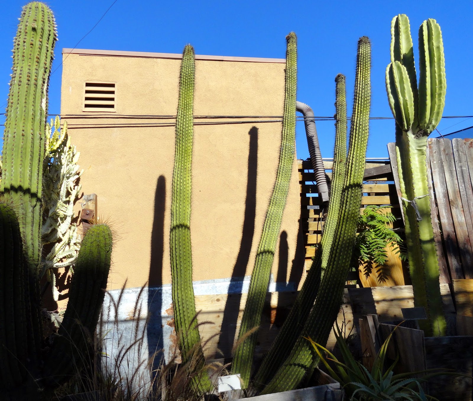 danger garden: The California Cactus Center