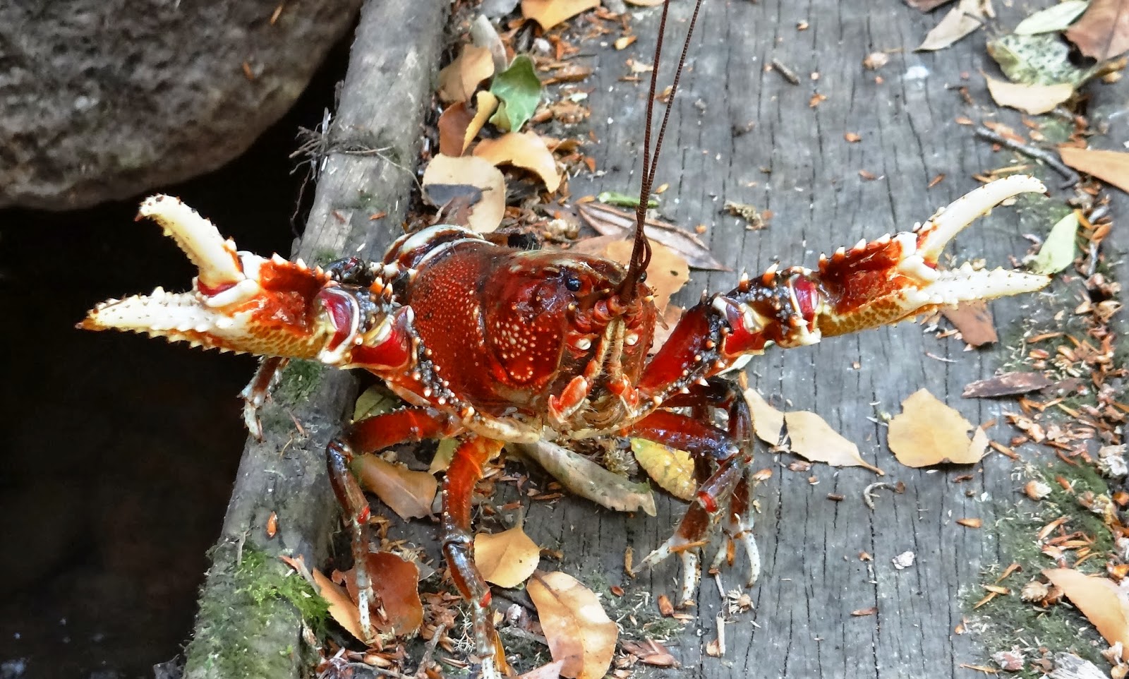 sunshinecoastbirds: Border Ranges National Park and Nearby Wetlands, NSW