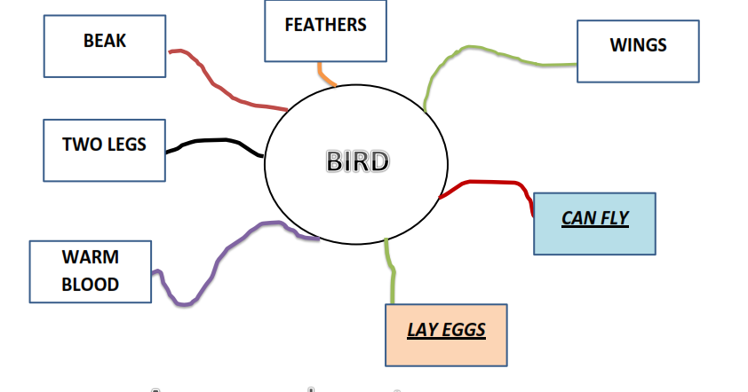 MAKING MIND MAPS TO DESCRIBE THE ANIMAL WORLD | ENGLISH LANGUAGE ...