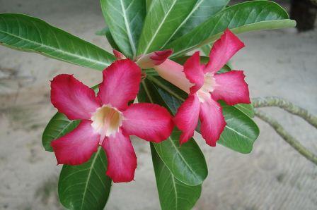 Adenium sp | Pustaka Flora | Database Tanaman Landscape