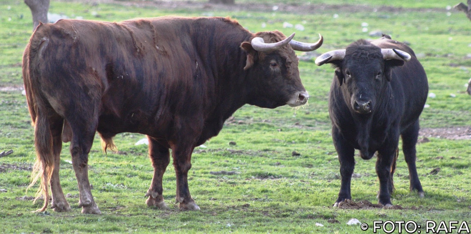 Toreo en Red Hondo: 2014