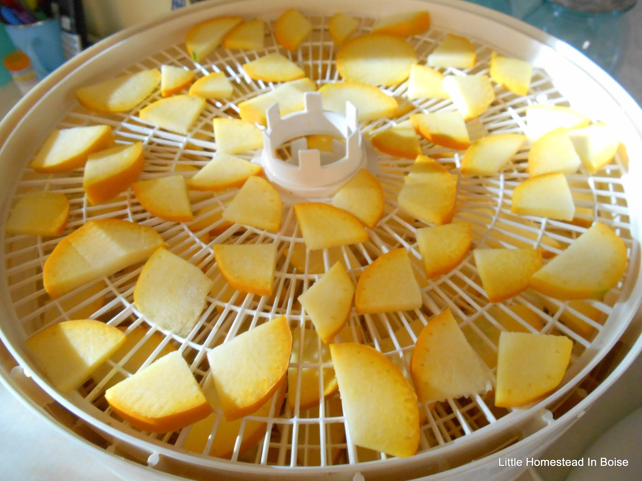 Little Homestead In Boise : Day Trip, Drying Squash, Review Vidalia ...