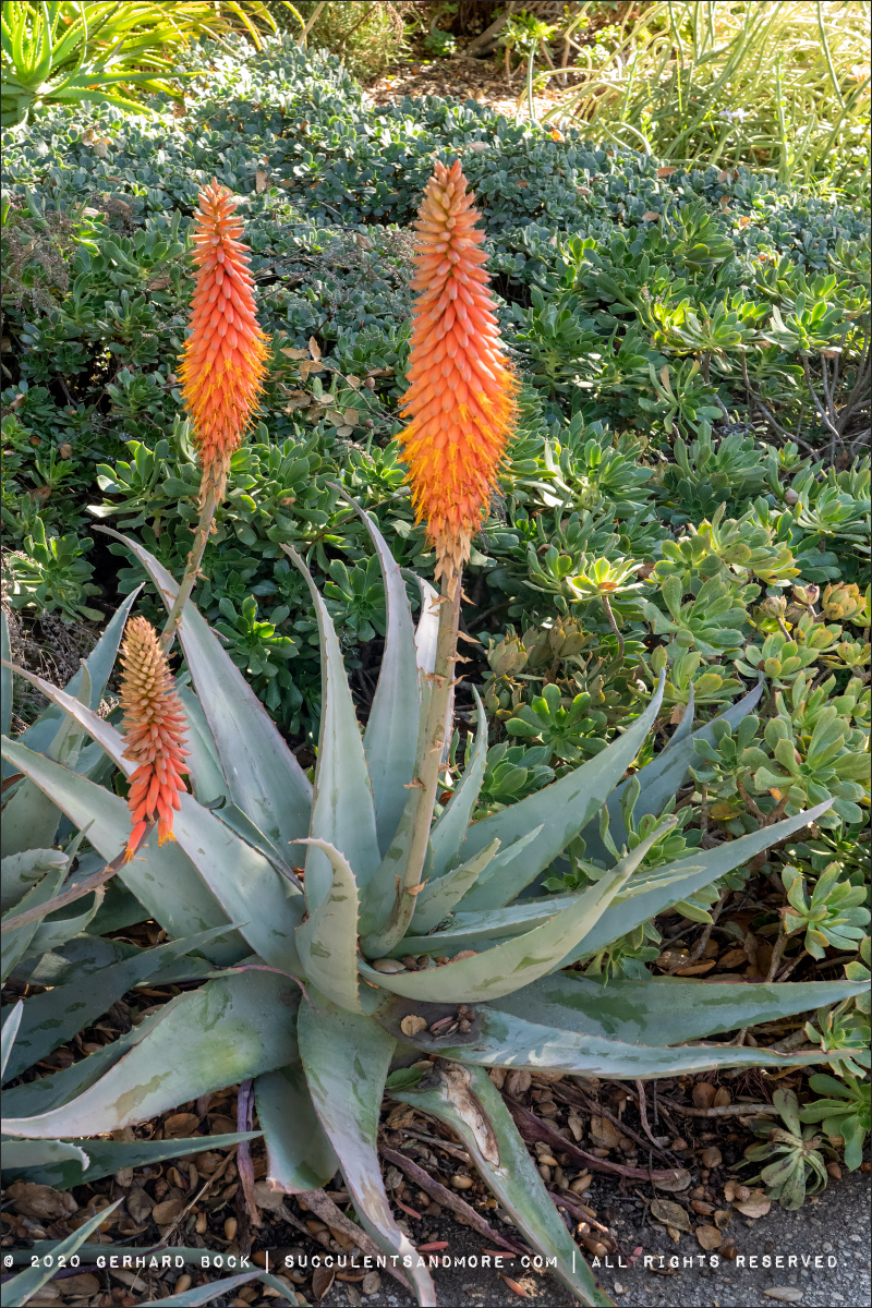 Huntington Desert Garden, December 2020: major changes, and lots of ...