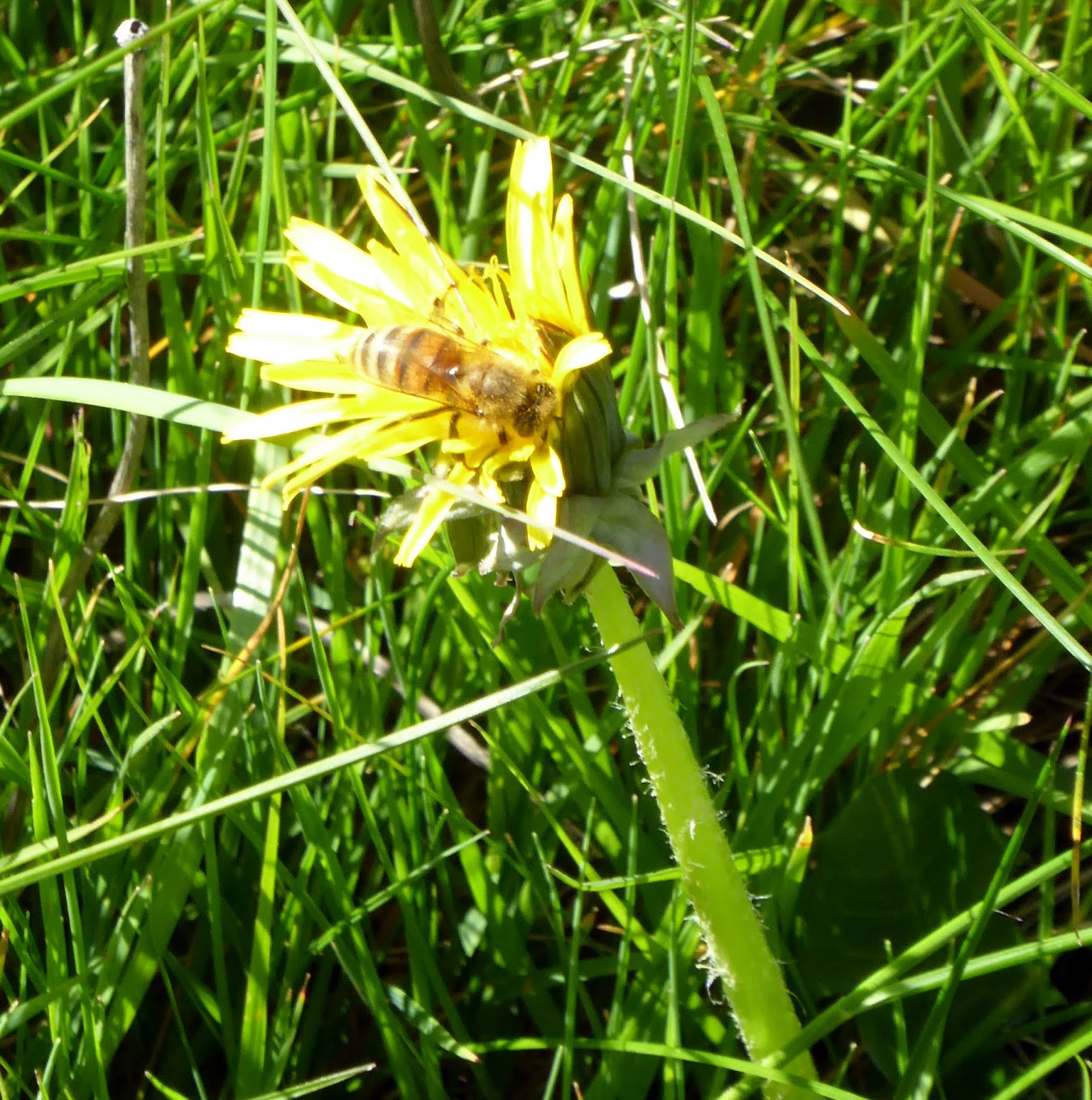 Wild and Wonderful: The Appeal of the Dandelion