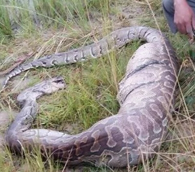 Photos: Python Snake Dies After Swallowing A Dog In Warri Delta State ...