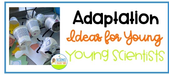 Adaptation Lesson Ideas For Primary Scientists - The Science School Yard
