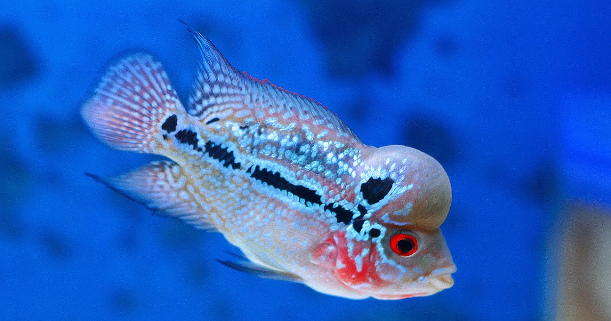 Knowing 7 Mesmerizing Types of Louhan Fish - fish-hobbyist