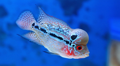 Knowing 7 Mesmerizing Types of Louhan Fish - fish-hobbyist
