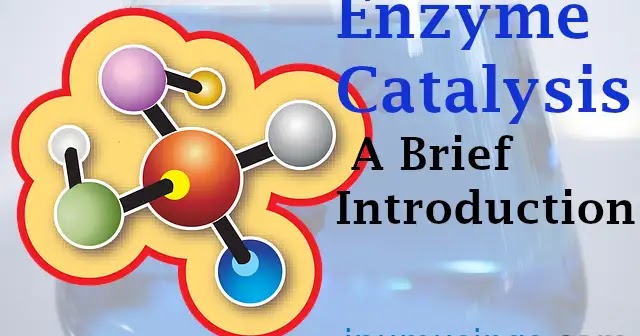 Enzyme Catalysis -A Brief Introduction (#ipumusings)(#biochemistry)(# ...