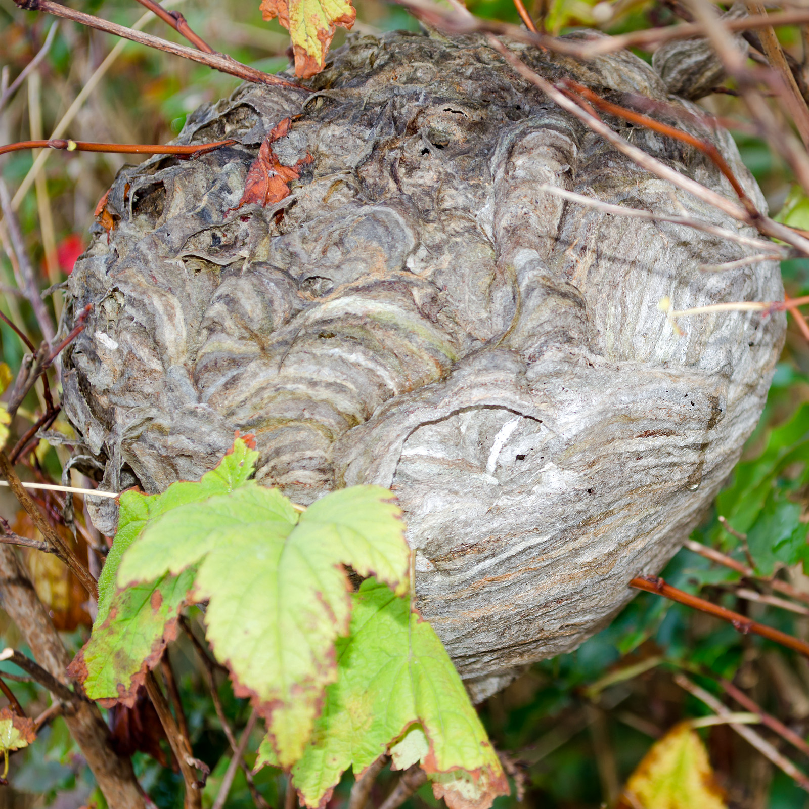 Wanderin' Weeta (With Waterfowl and Weeds): Wasp nest