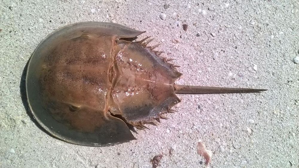 Limulo: un fossile vivente