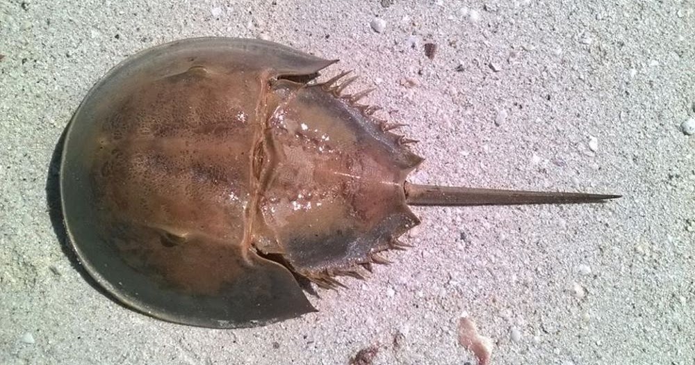 Limulo: un fossile vivente