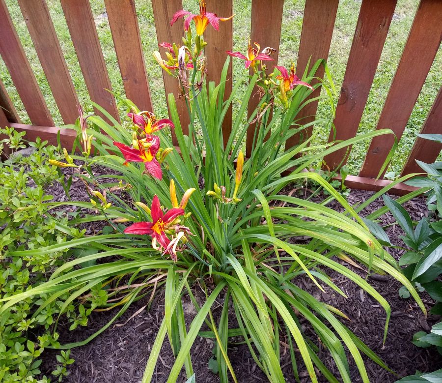 Future Plants by Randy Stewart: Daylily