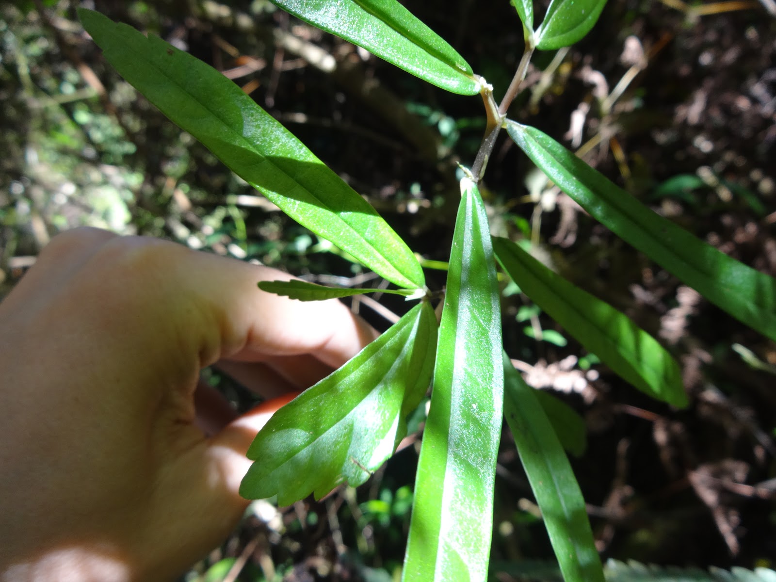 Herbs from Distant Lands: Elatostema lineolatum and other Elatostema ...