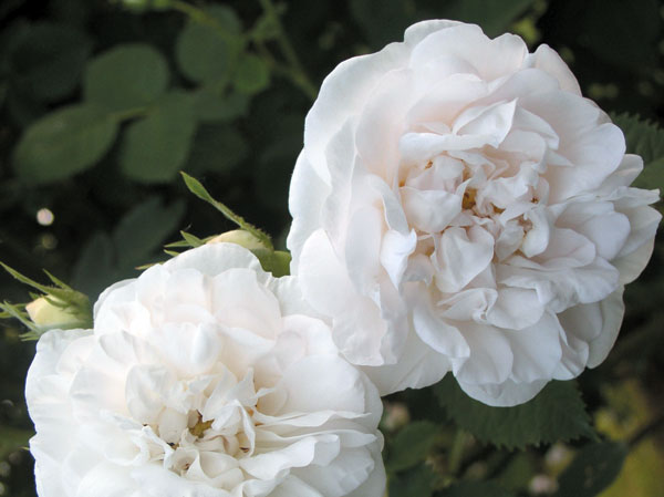 Flowerpedia: Rosa Alba Maxima