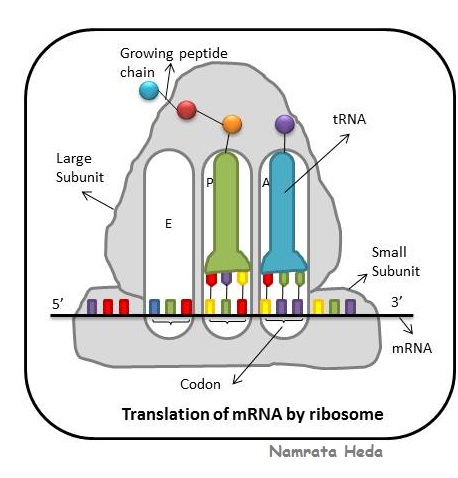 B for Biology: Ribosomes - Protein Assemblers of the Cell
