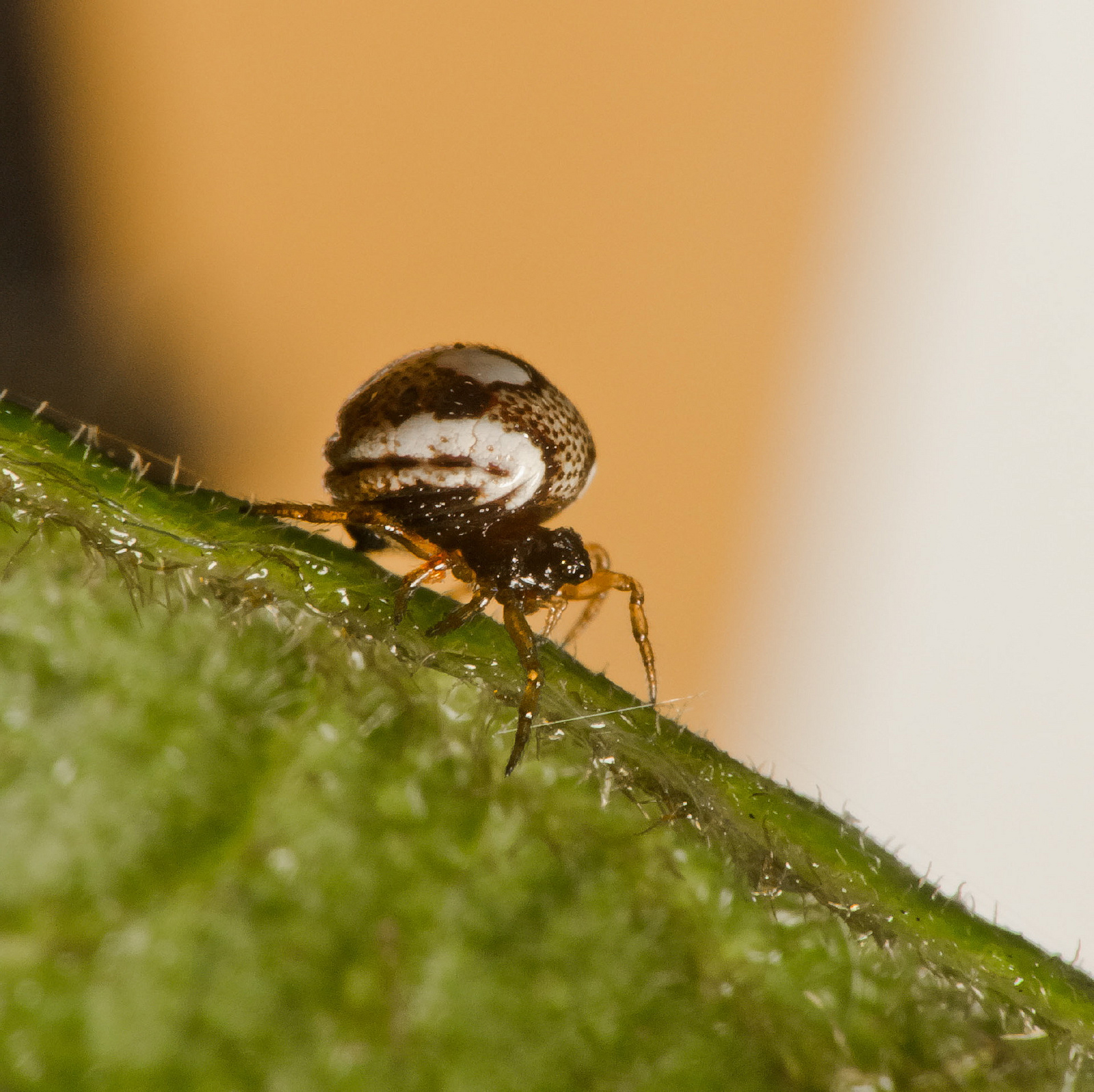 Real Monstrosities: Chubby Spiders