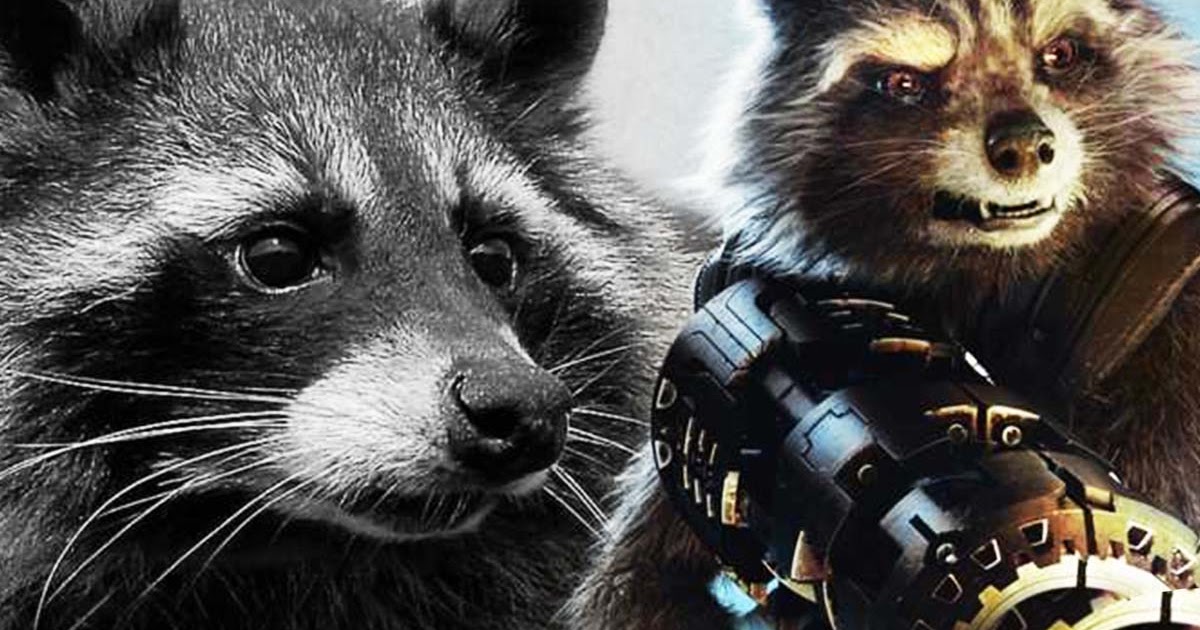 Muere 'OREO', el mapache que inspiro a Rocket Raccoon - Cine Magazine