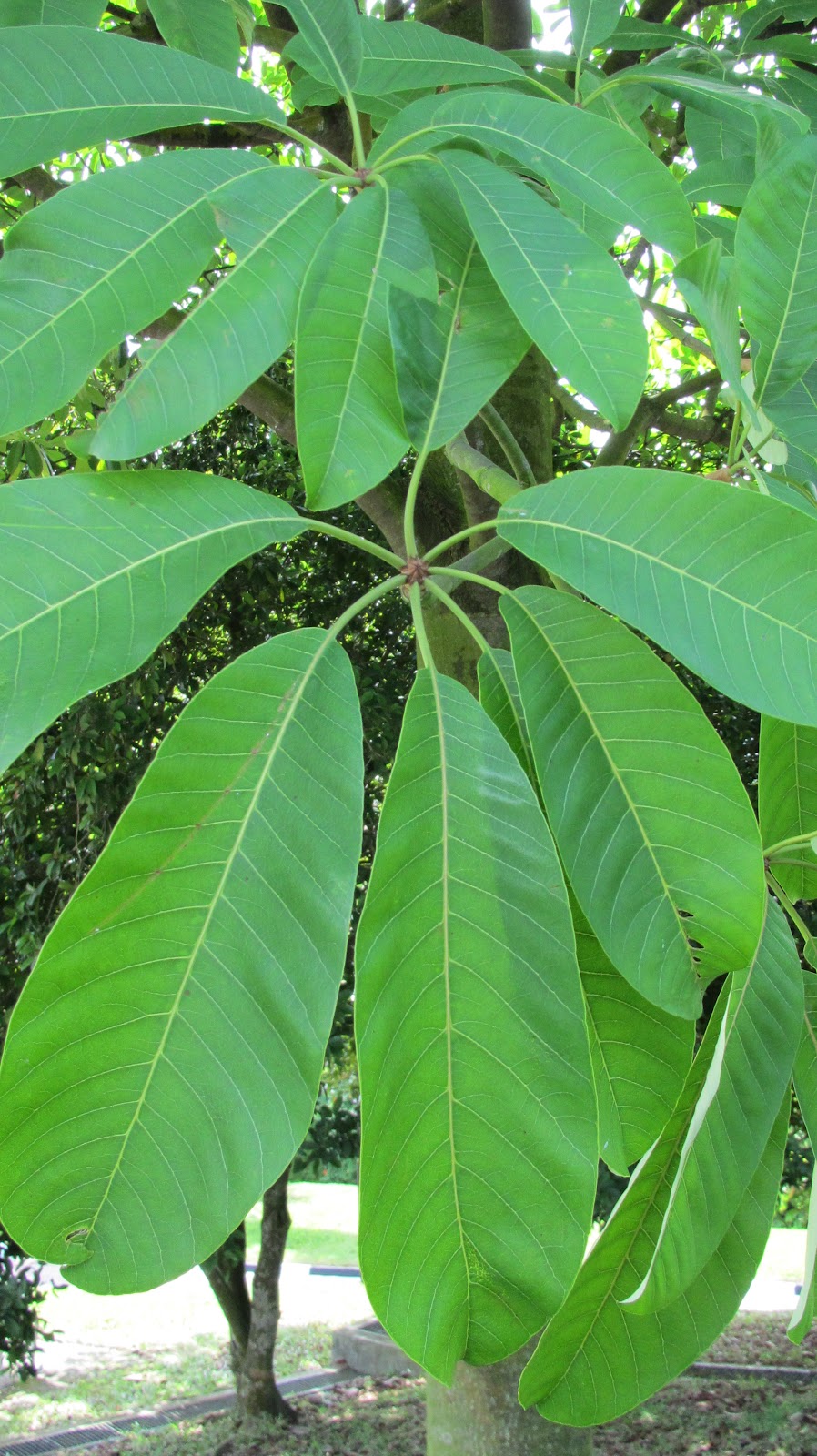 Riverine Parks: Alstonia scholaris