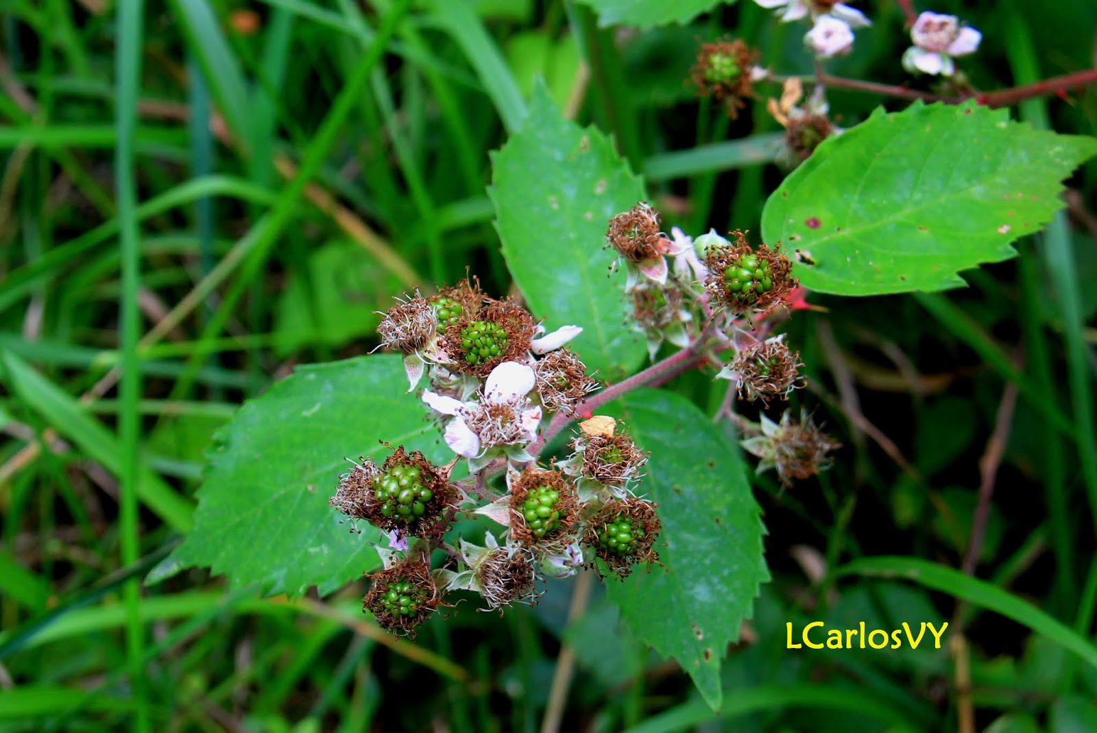 Plantas silvestres de Asturias: Zarza, zarzamora, mora – Rubus Ulmifolius