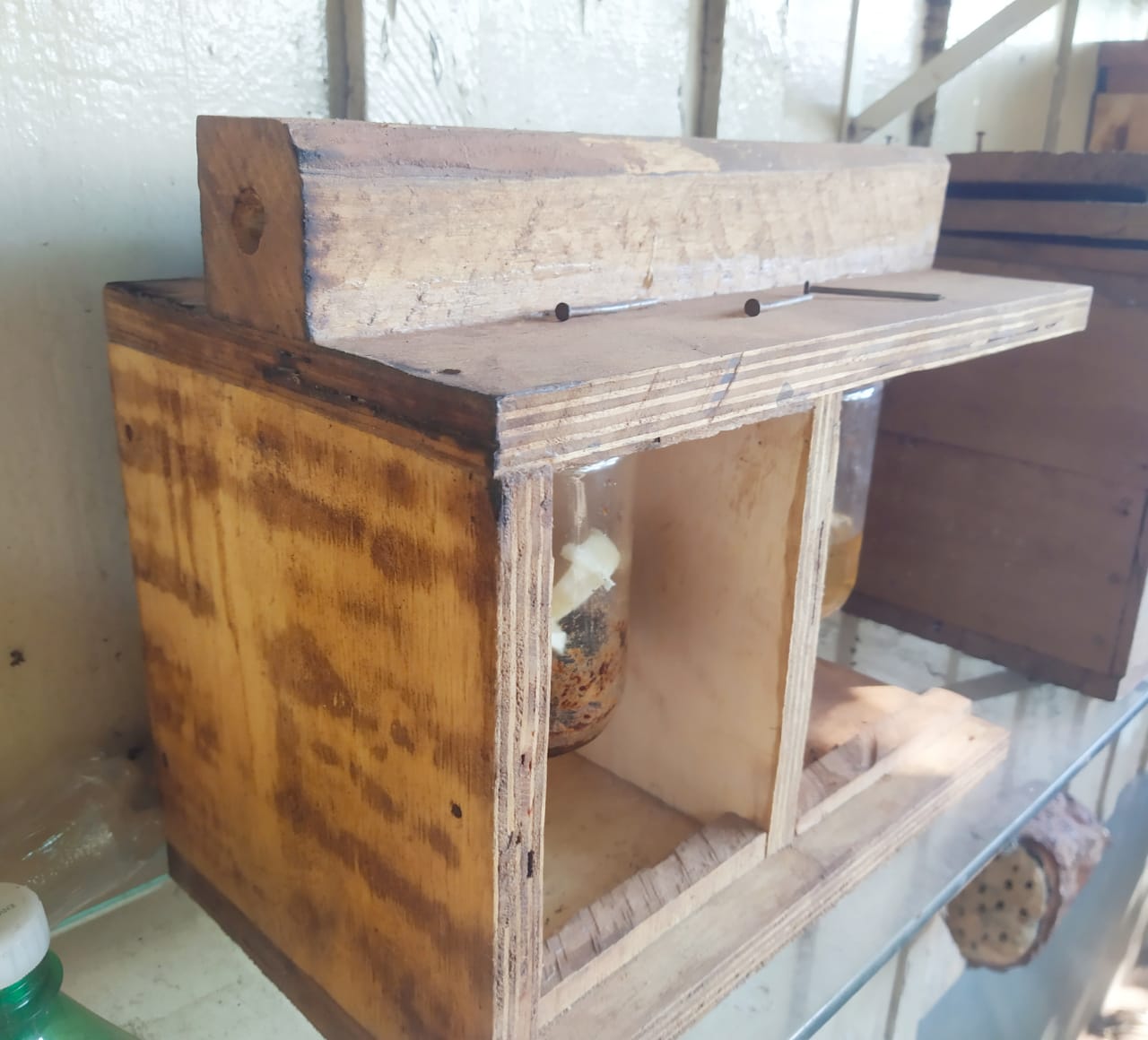 Bee News - Guia para Iniciantes: Armadilha para Forídeos