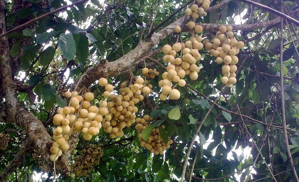 Boòng boong Hà Nội 70.000-90.000 đồng/kg - Trái cây Dũng mập