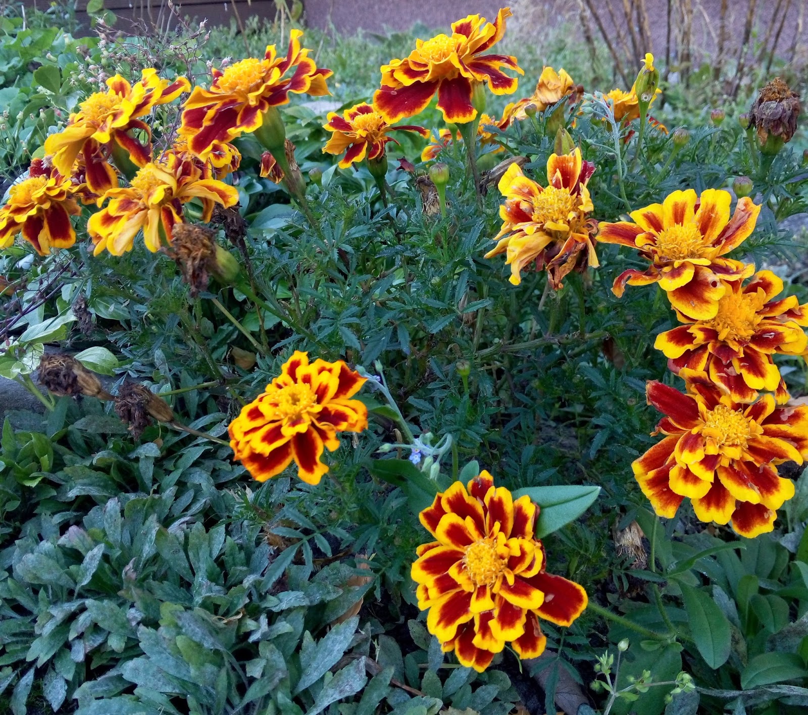 Avamaataimede virtuaalherbaarium