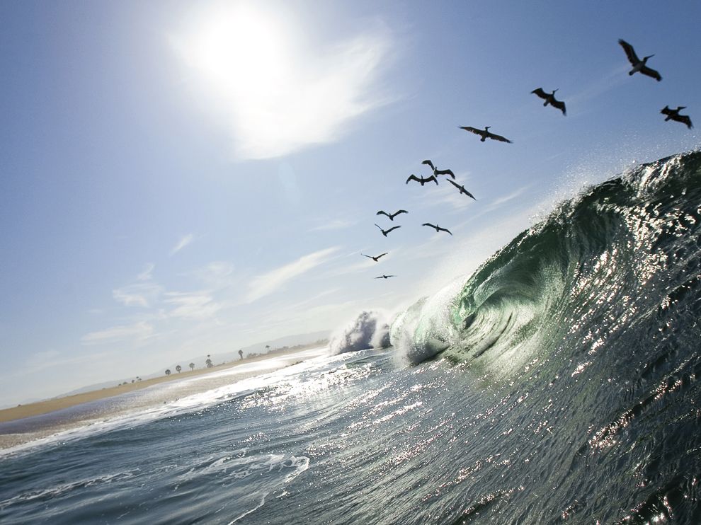 Animals, God's Beautiful Creatures !!! | Let the World Know