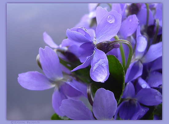 Papillon: ... in suflet toporaşi